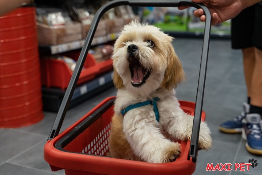 Se sună de intrare la Maxi Pet Constanța! În 15 - 17 septembrie, prinde 15% reducere la toate ...